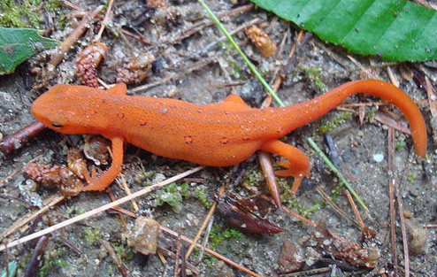 Stories For Children